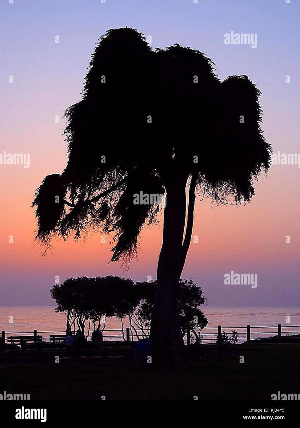 Tree in sunset (1 Stock Photo - Alamy