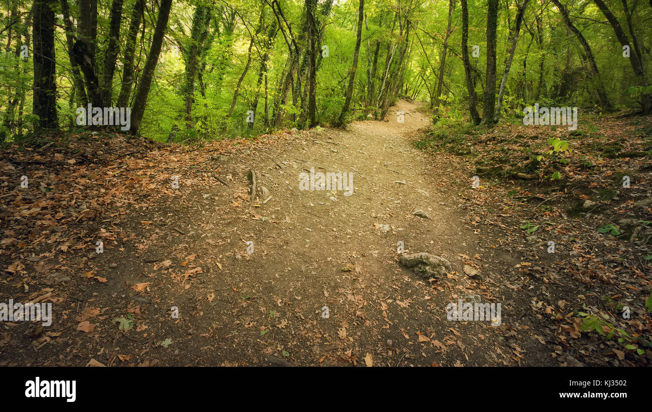 Beautiful forest. Pathway in forest. Nature composition Stock Photo - Alamy