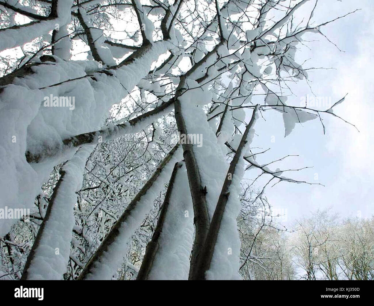 Snow covered branch of tree Stock Photo - Alamy