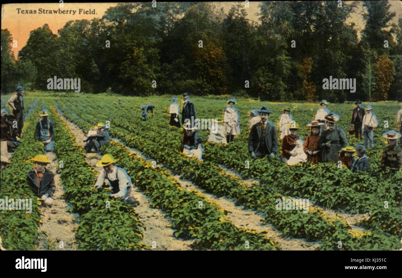 Texas Strawberry Field Stock Photo - Alamy
