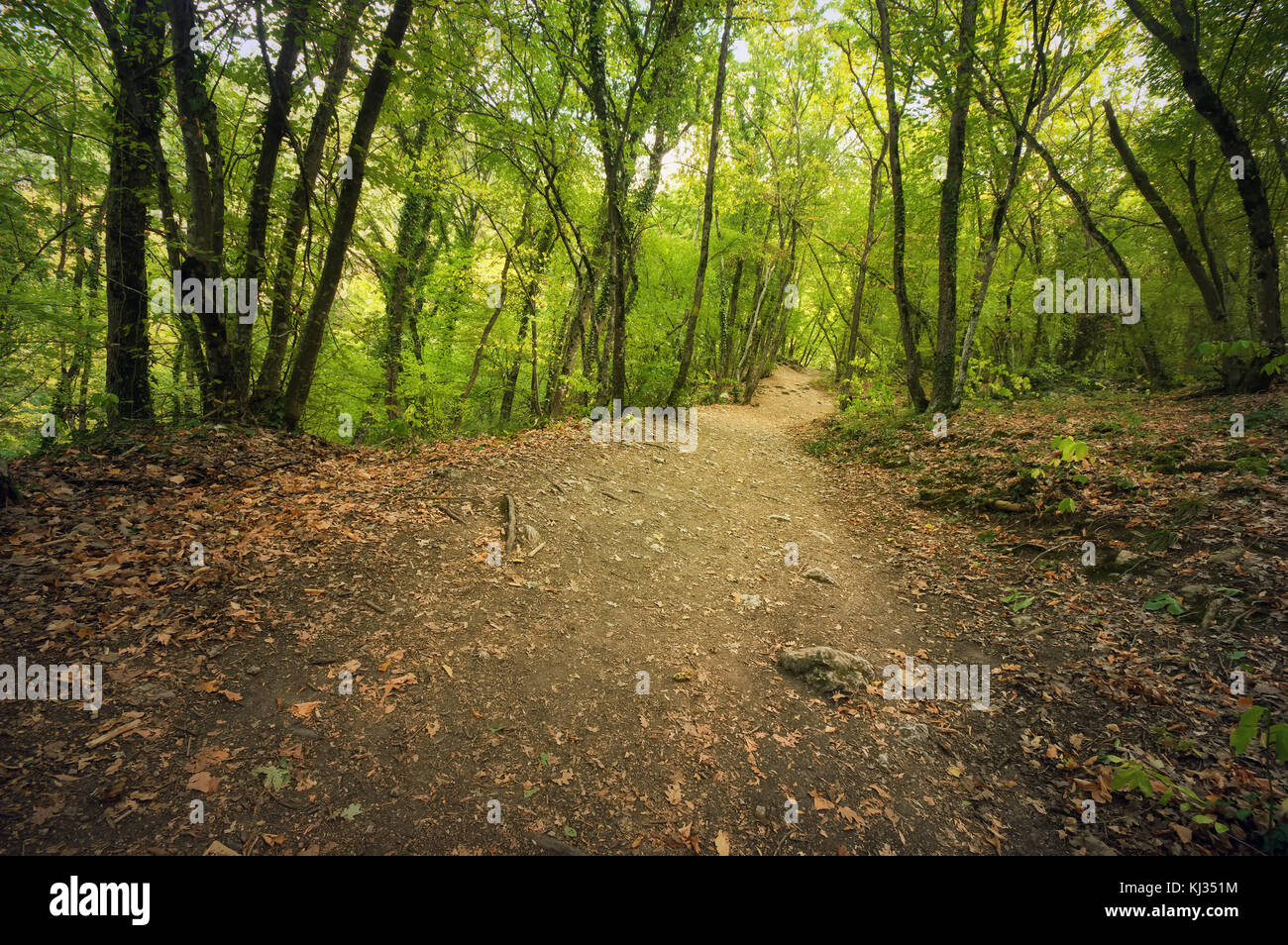 Beautiful forest. Pathway in forest. Nature composition Stock Photo - Alamy