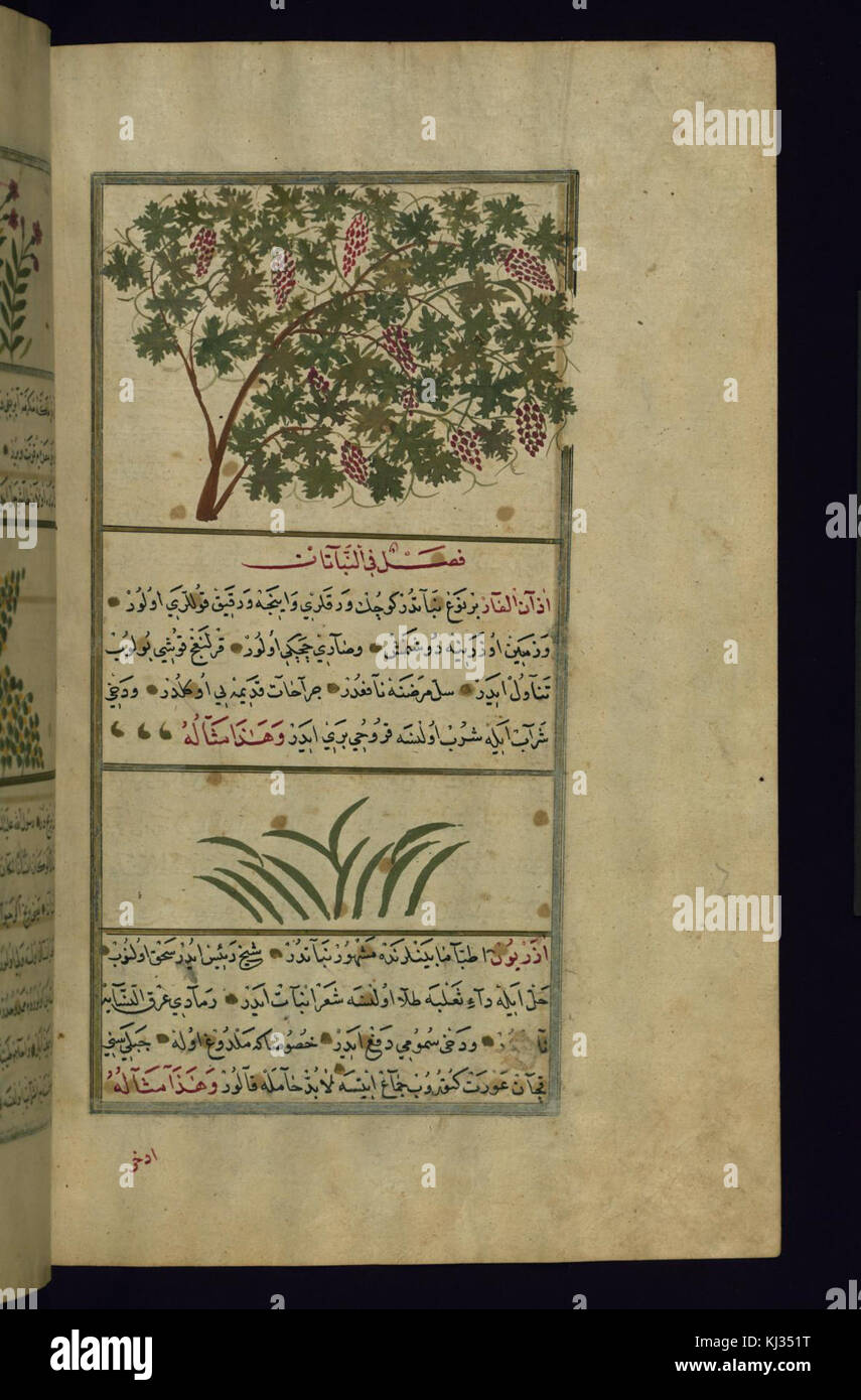 Muhammad ibn Muhammad Shakir Ruzmah-'i Nathani - A Grape Vine and a ...
