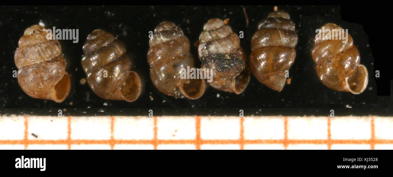 Geyeri hi-res stock photography and images - Alamy