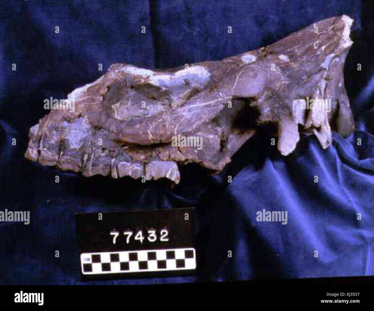 Diceratherium hi-res stock photography and images - Alamy