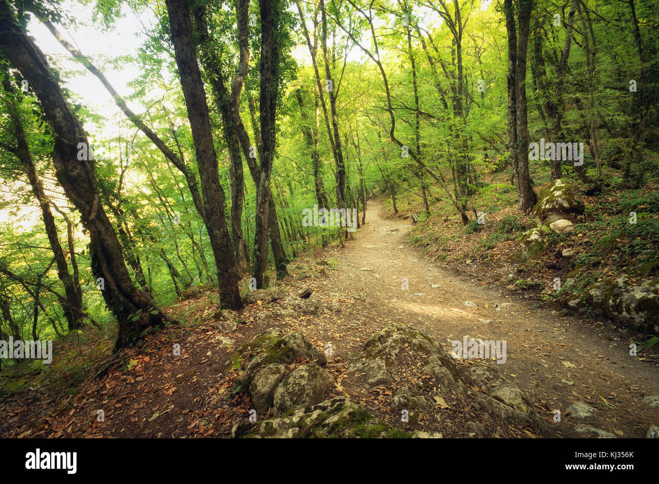 Beautiful forest. Pathway in forest. Nature composition Stock Photo - Alamy