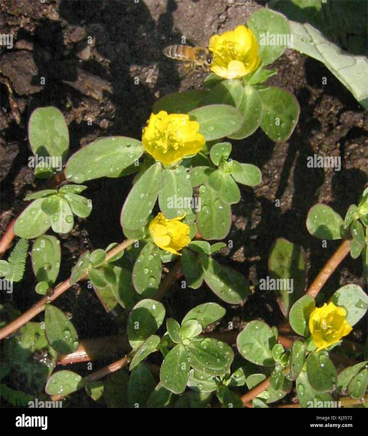 Plant portulaca oleracea hi-res stock photography and images - Alamy