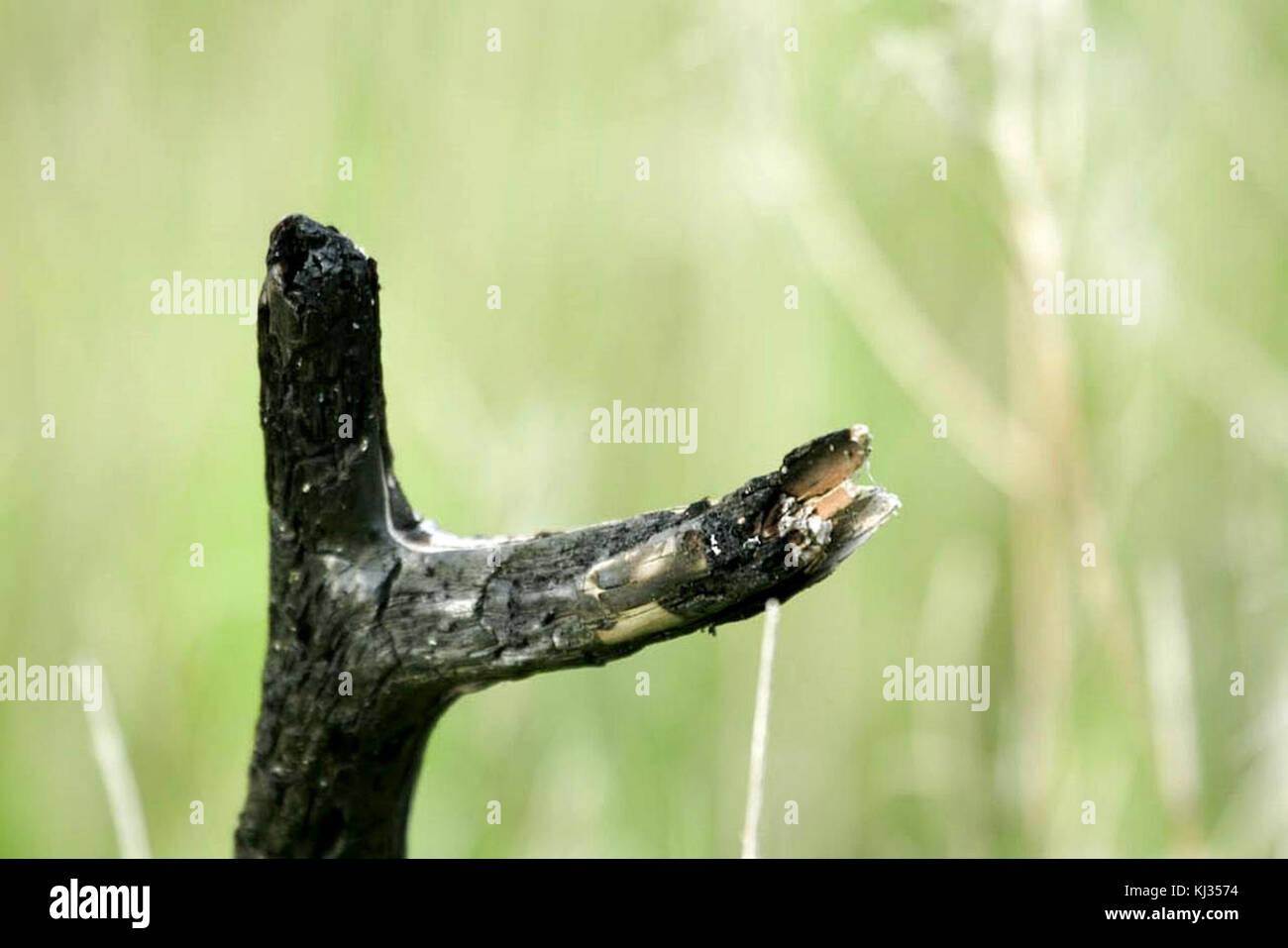 Old black branch closeup Stock Photo - Alamy