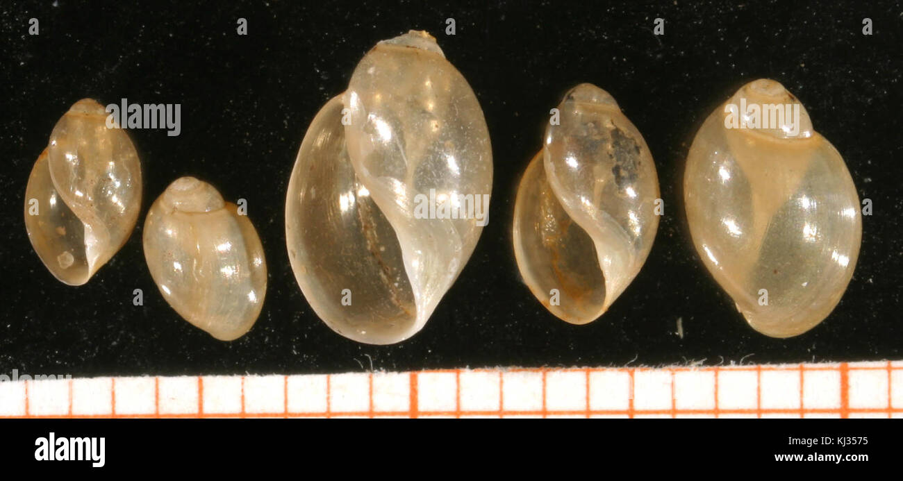 Physa hi-res stock photography and images - Alamy