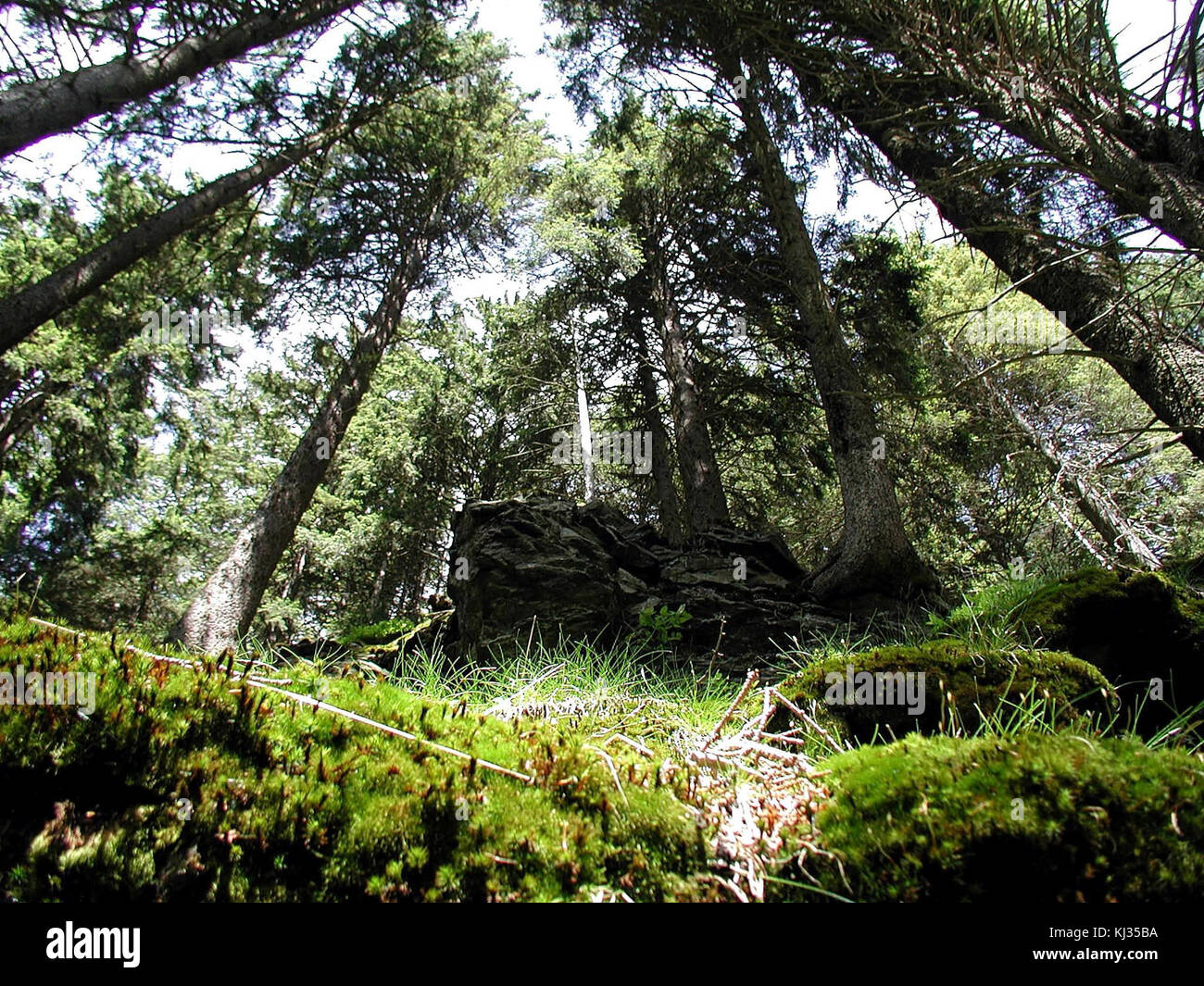 Mountain deep forest Stock Photo - Alamy