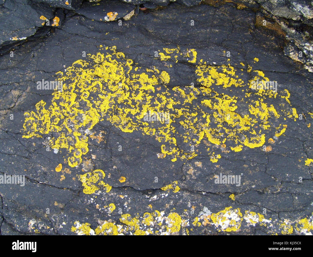 Yellow moss on stone Stock Photo - Alamy