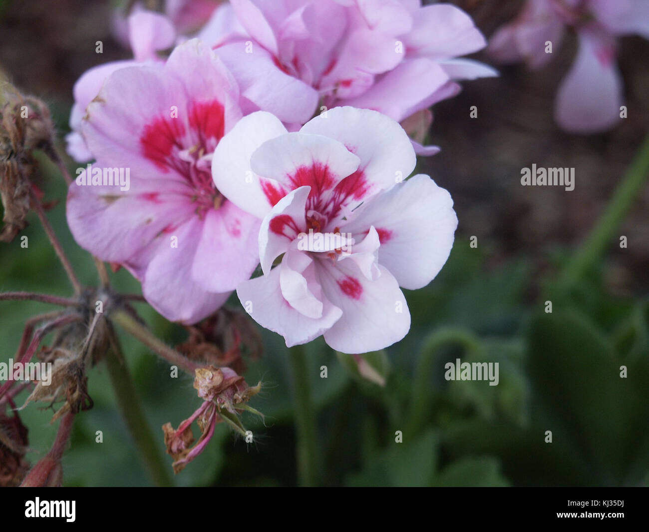 Classic red flower patterns hi-res stock photography and images - Alamy