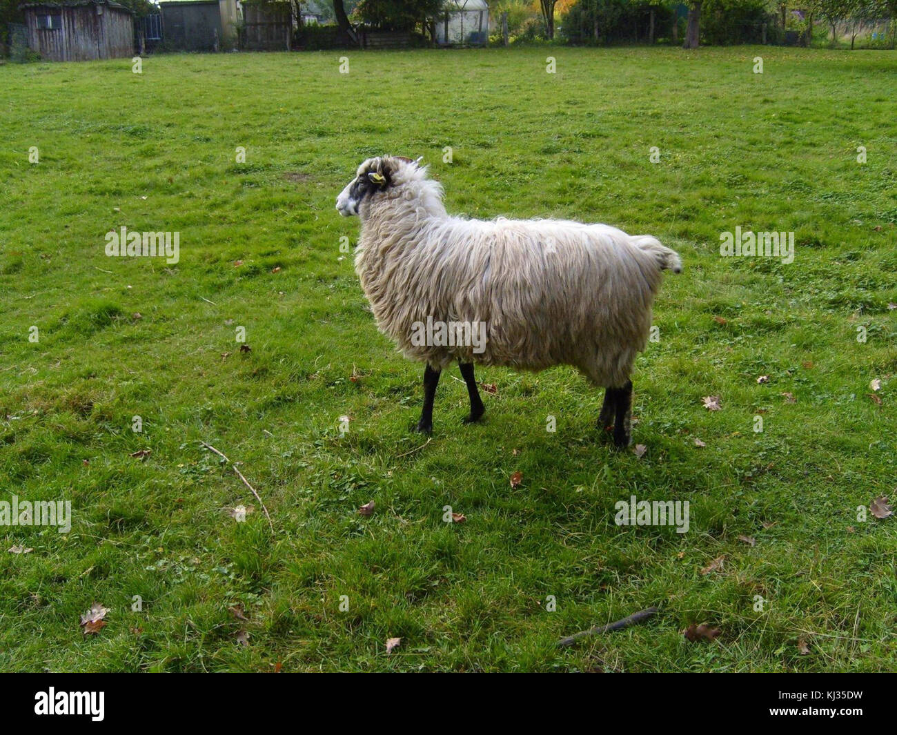 This image depicts a sheep grazing on grass, highlighting a common ...