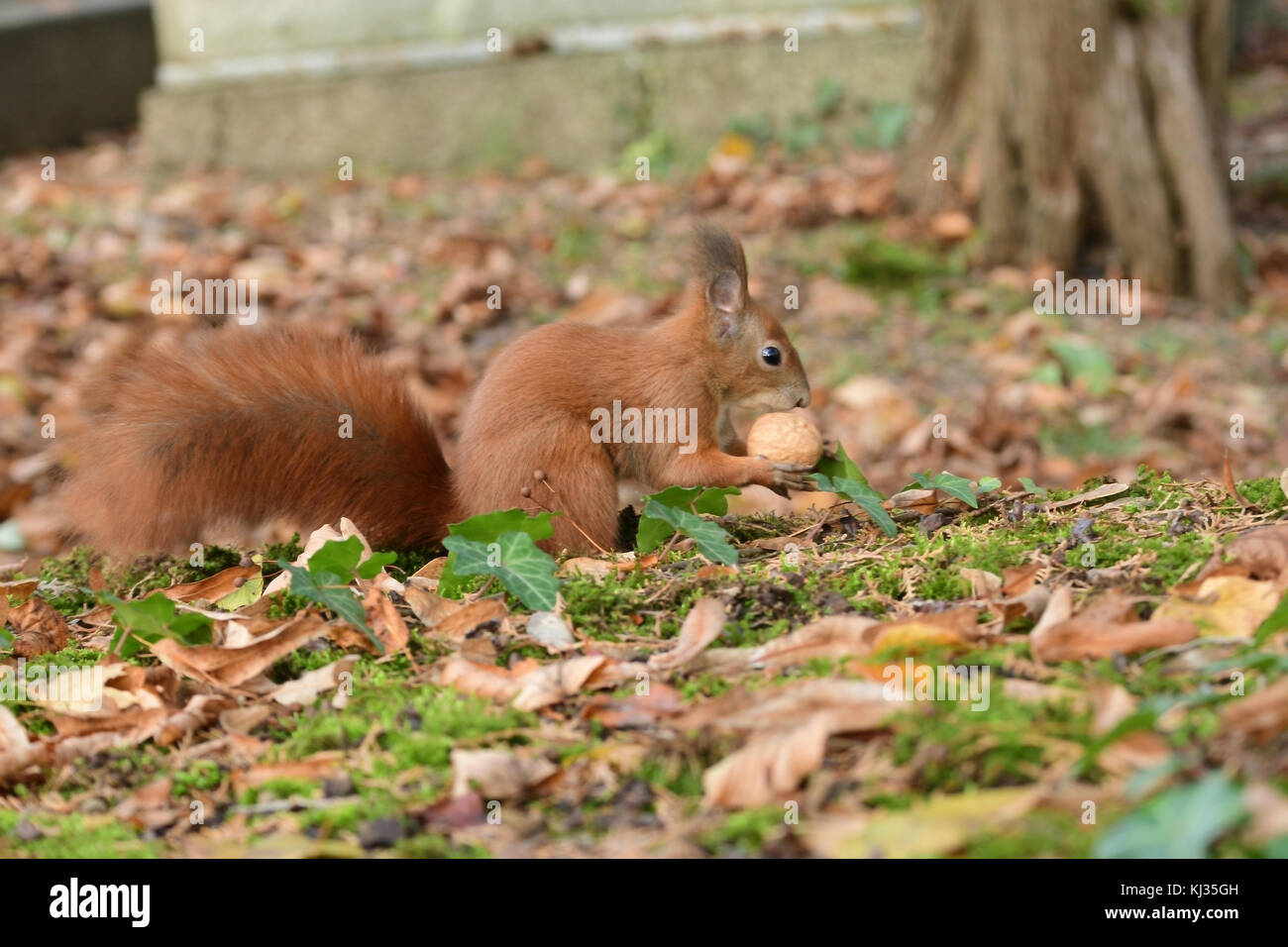 the squirrel hides the walnuts in the ground for the winter the ...