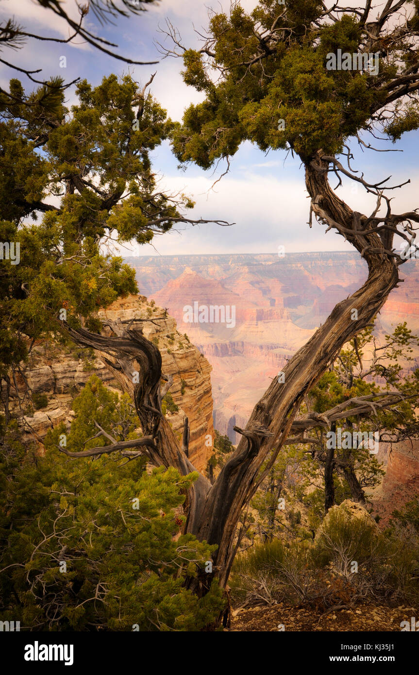 Tree at the Top of Grand Canyon Stock Photo - Alamy