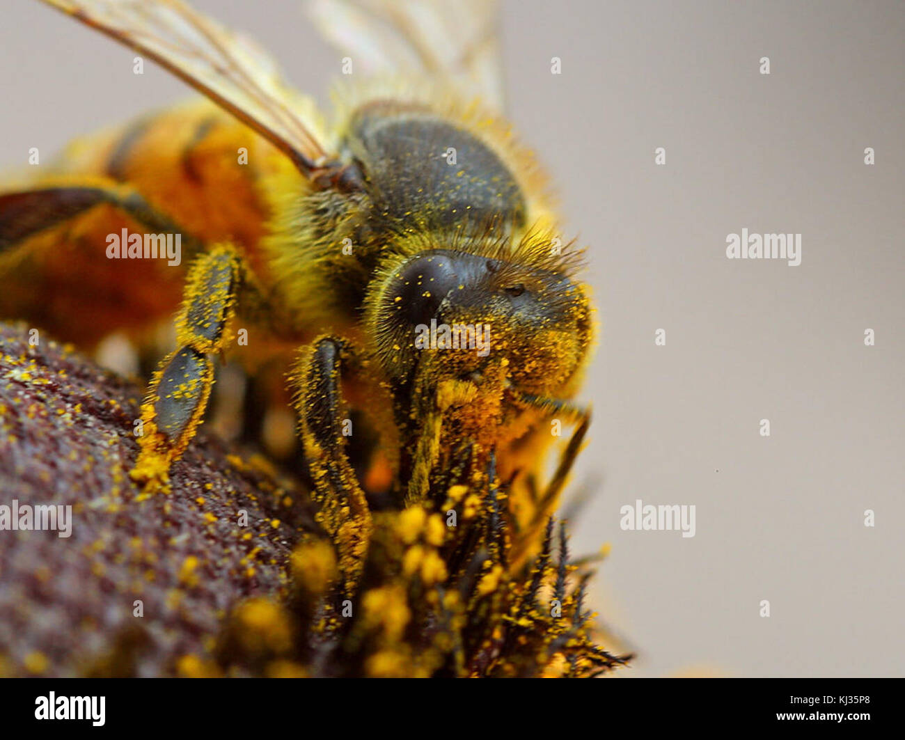 Bee pollinating a flower Stock Photo - Alamy