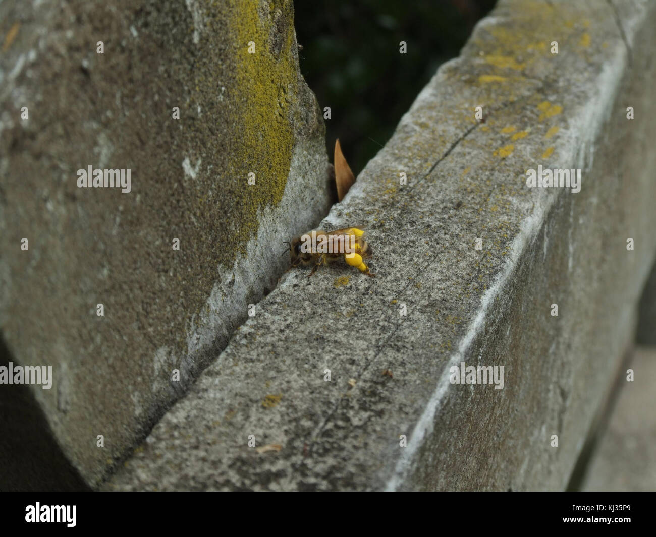 Bee with pollen (1 Stock Photo - Alamy