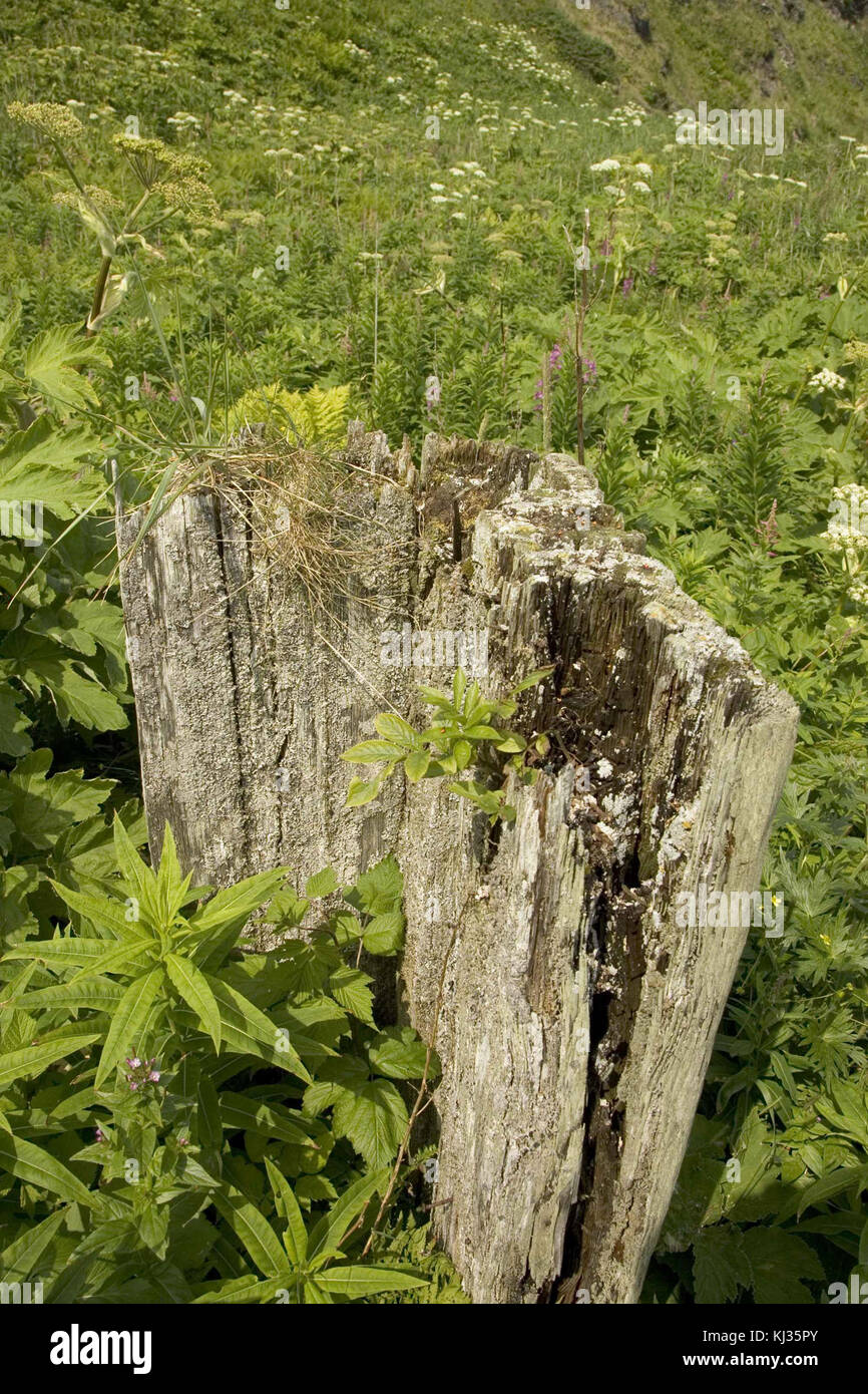 Bendel island stump Stock Photo - Alamy