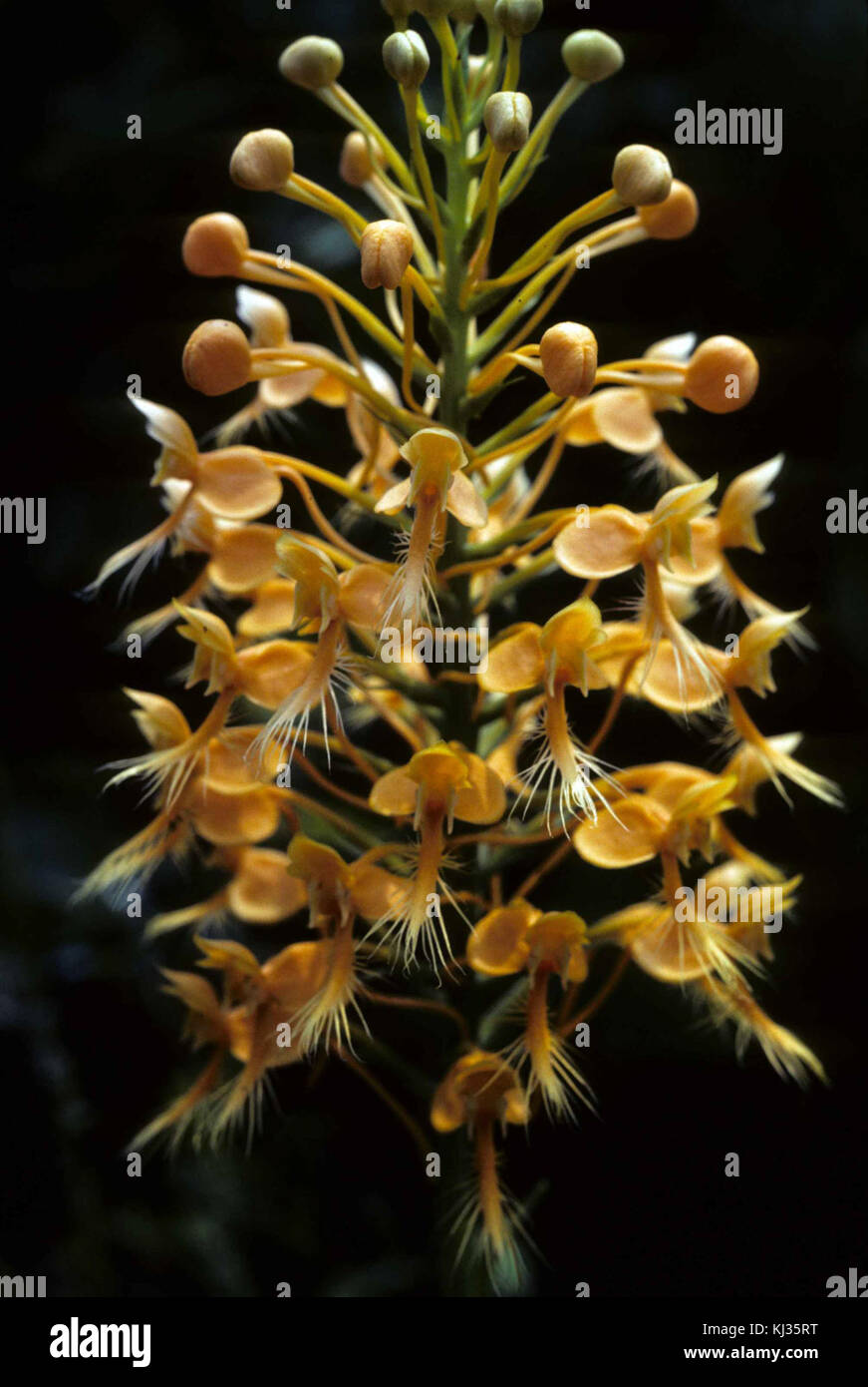 Super macro flora photography Stock Photo - Alamy