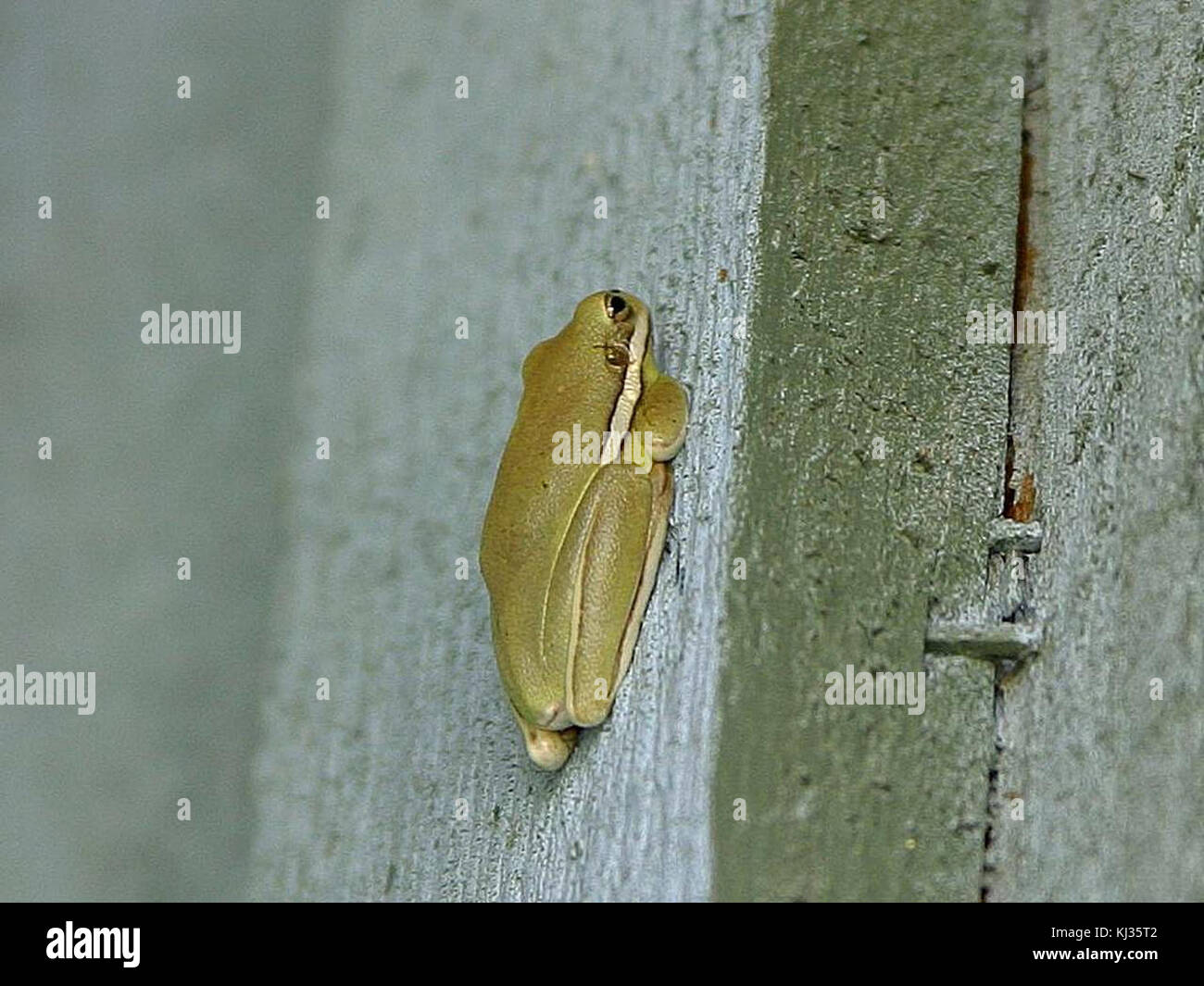 Little green frog animal Stock Photo - Alamy