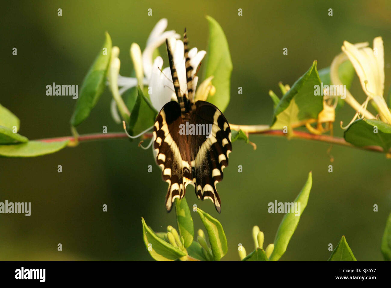 Swallowtail butterfly lights on a flower for the nectar of life Stock ...