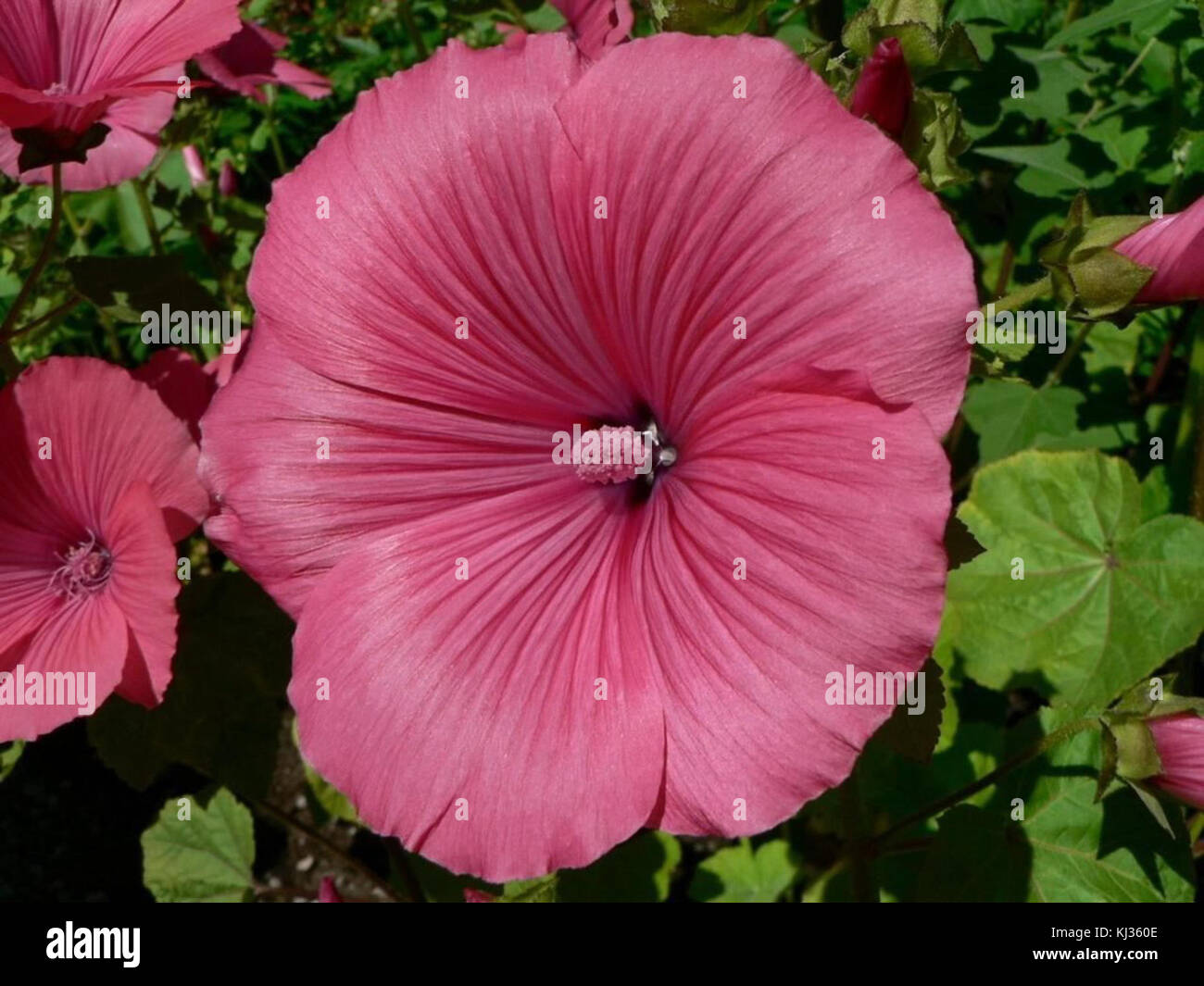 Large beautiful flower Stock Photo - Alamy