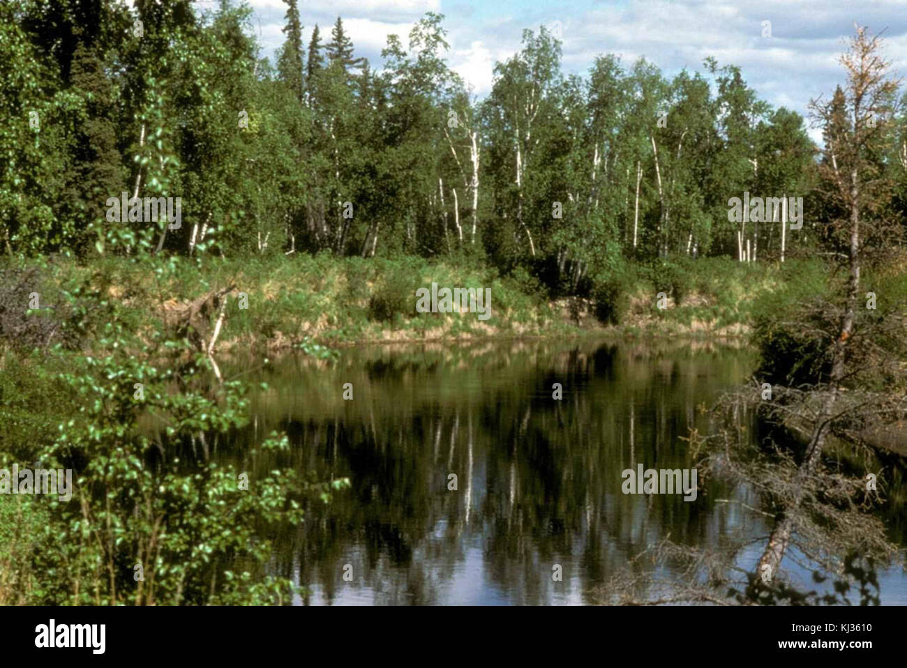 A swamp natural reserve is a protected area that preserves wetland ...