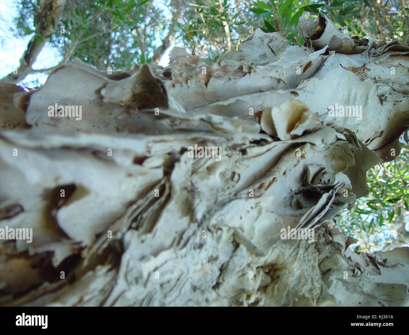 Paperbark close up Stock Photo - Alamy