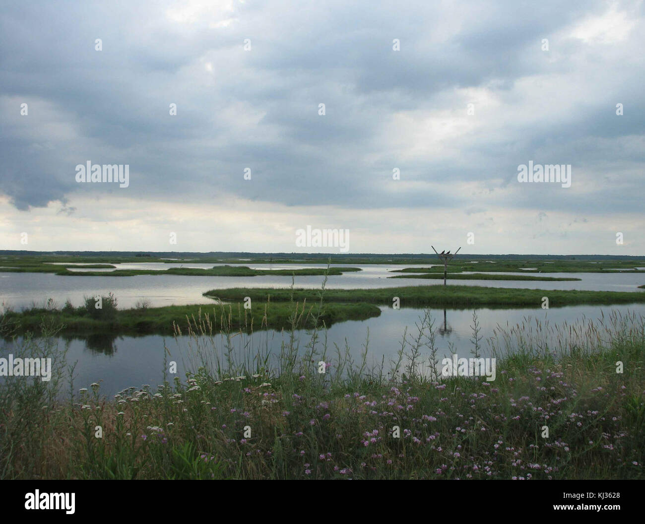 Swamp scenic with osprey nest in background Stock Photo - Alamy