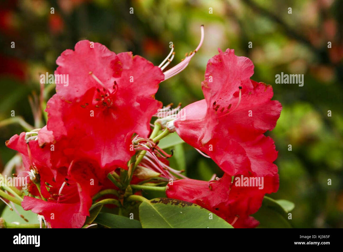 Interesting flowered red flower Stock Photo - Alamy