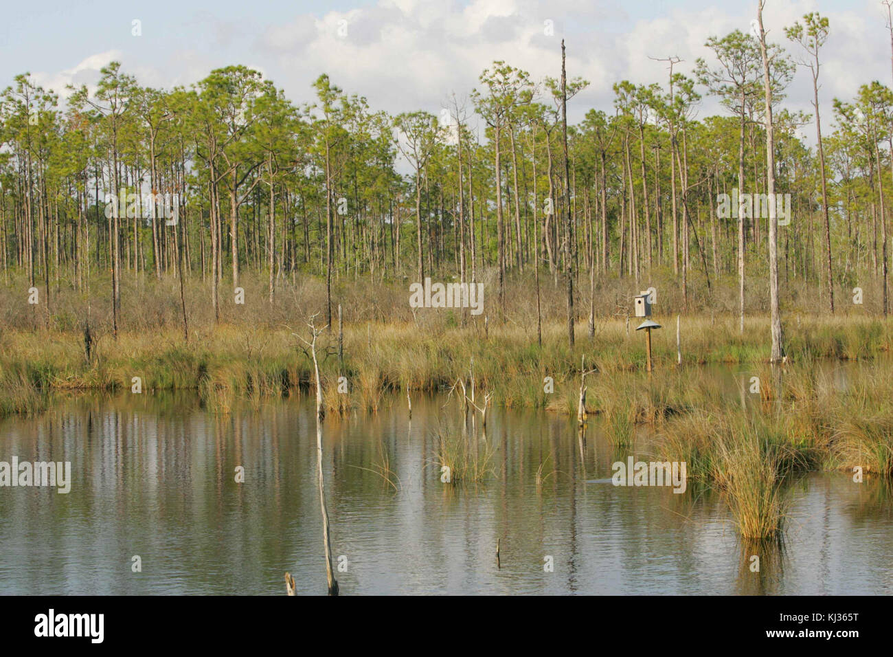 Edge habitats hi-res stock photography and images - Alamy
