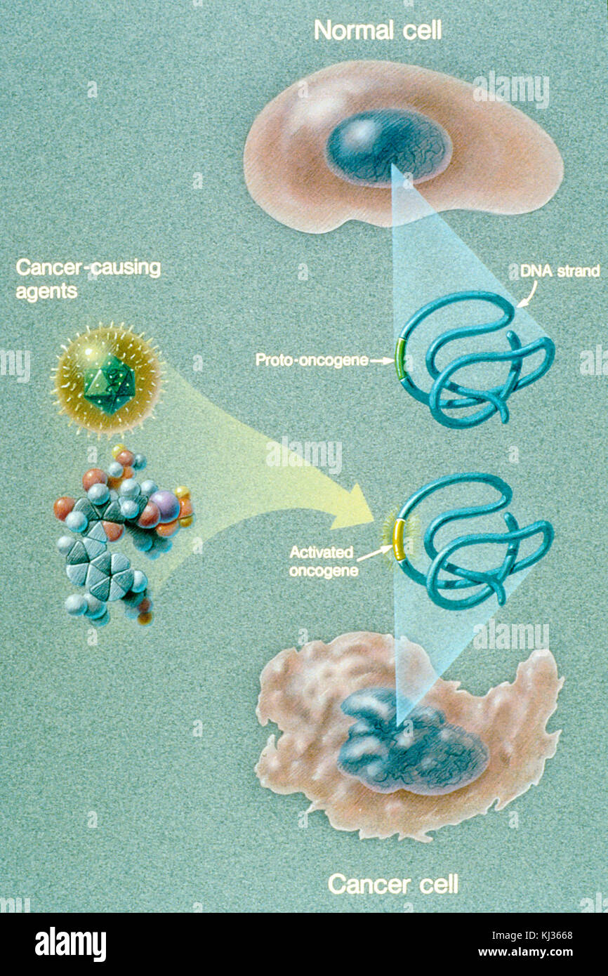 Oncogene hi-res stock photography and images - Alamy