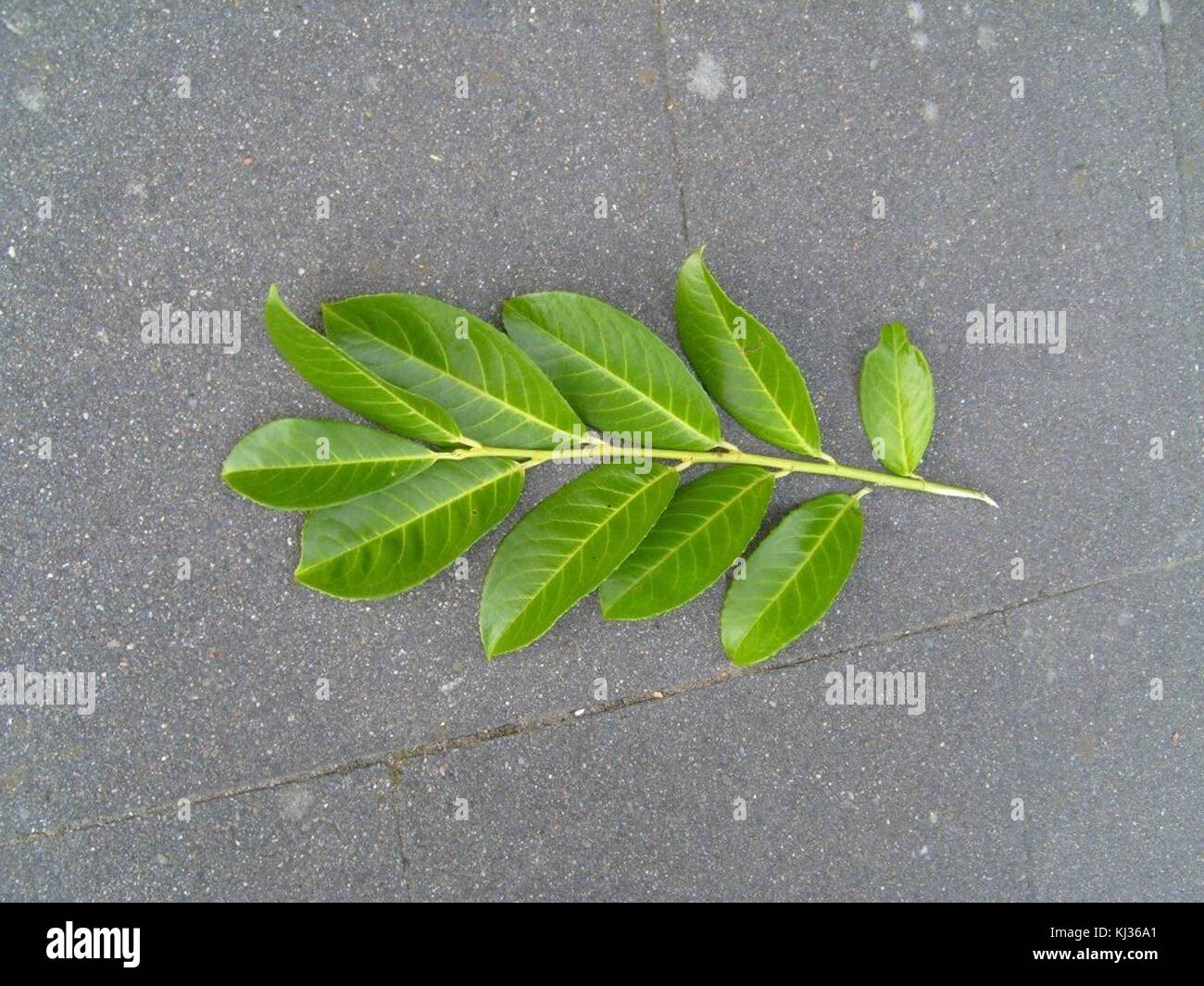 Leaf leaves branch texture Stock Photo - Alamy