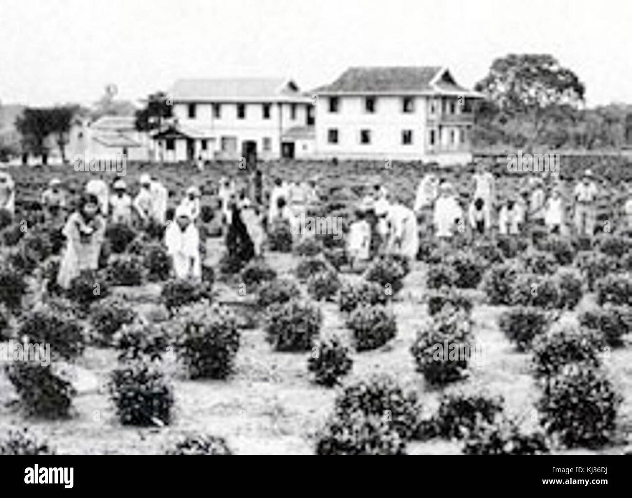 This image depicts Japanese immigrants working in a tea plantation ...