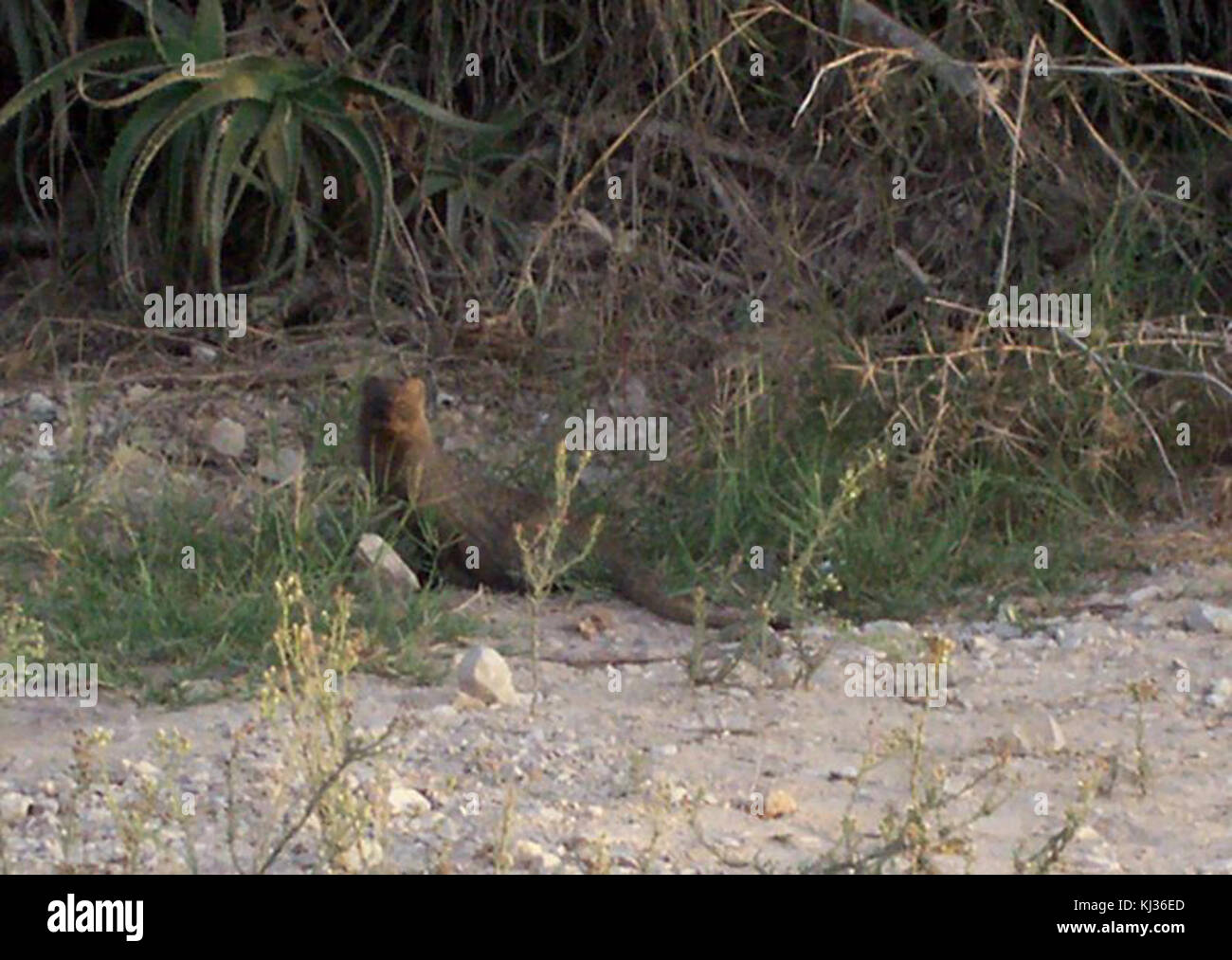 An nemia hi-res stock photography and images - Alamy