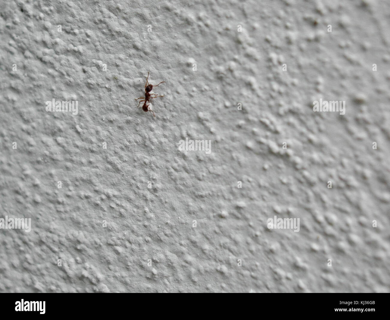 Ants climbing wall hi-res stock photography and images - Alamy