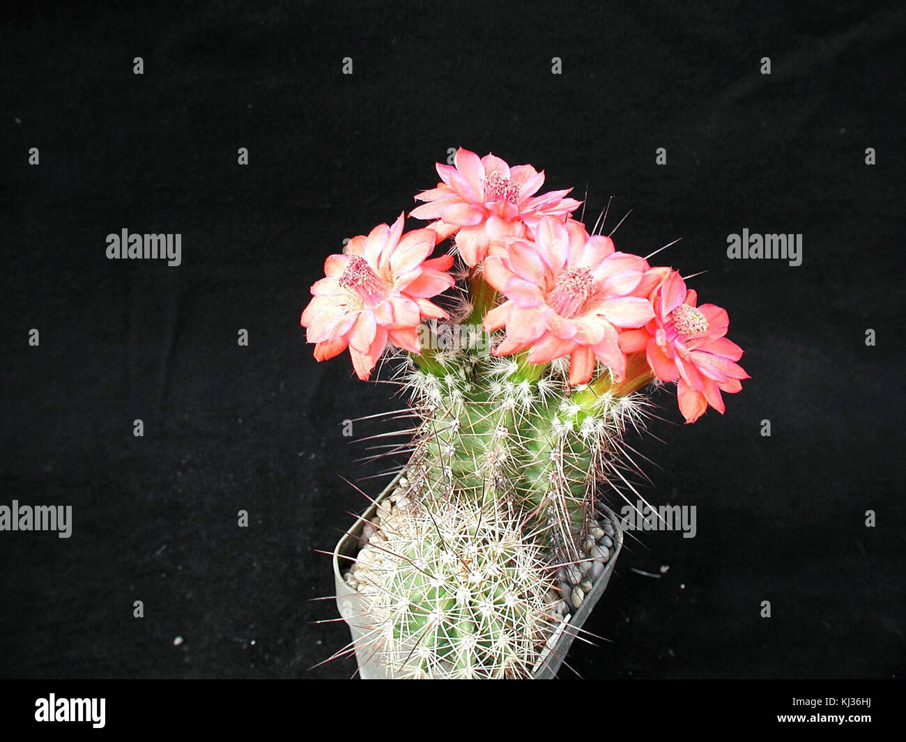 A collection of flowers photographed in a studio setting. The image ...