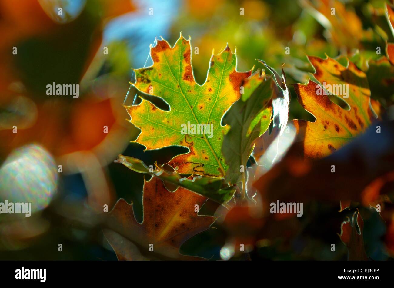 Earth Portal Official Stock Photo - Alamy