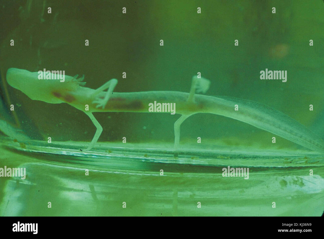 Texas blind salamander eurycea rathbuni Stock Photo - Alamy