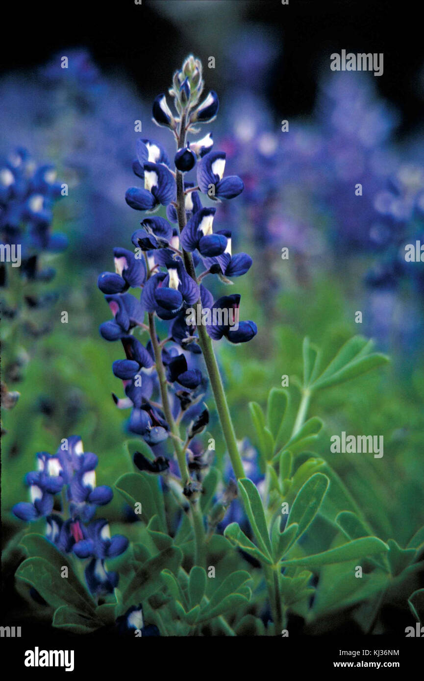 Texas bluebonnet plant lupinus texensis with dark blue flowers with ...