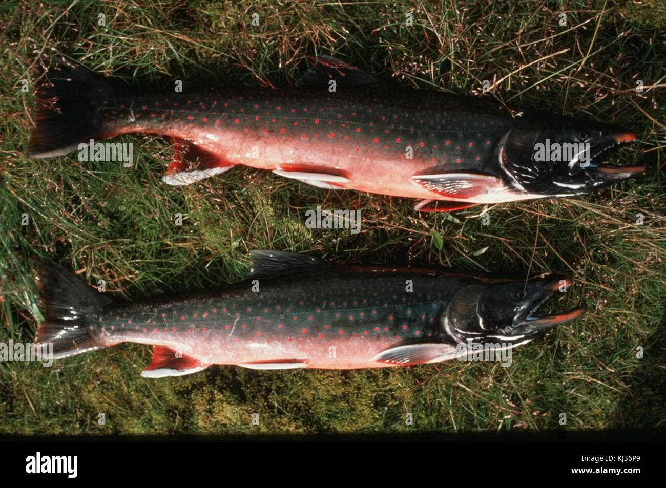 Arctic char fish Stock Photo - Alamy