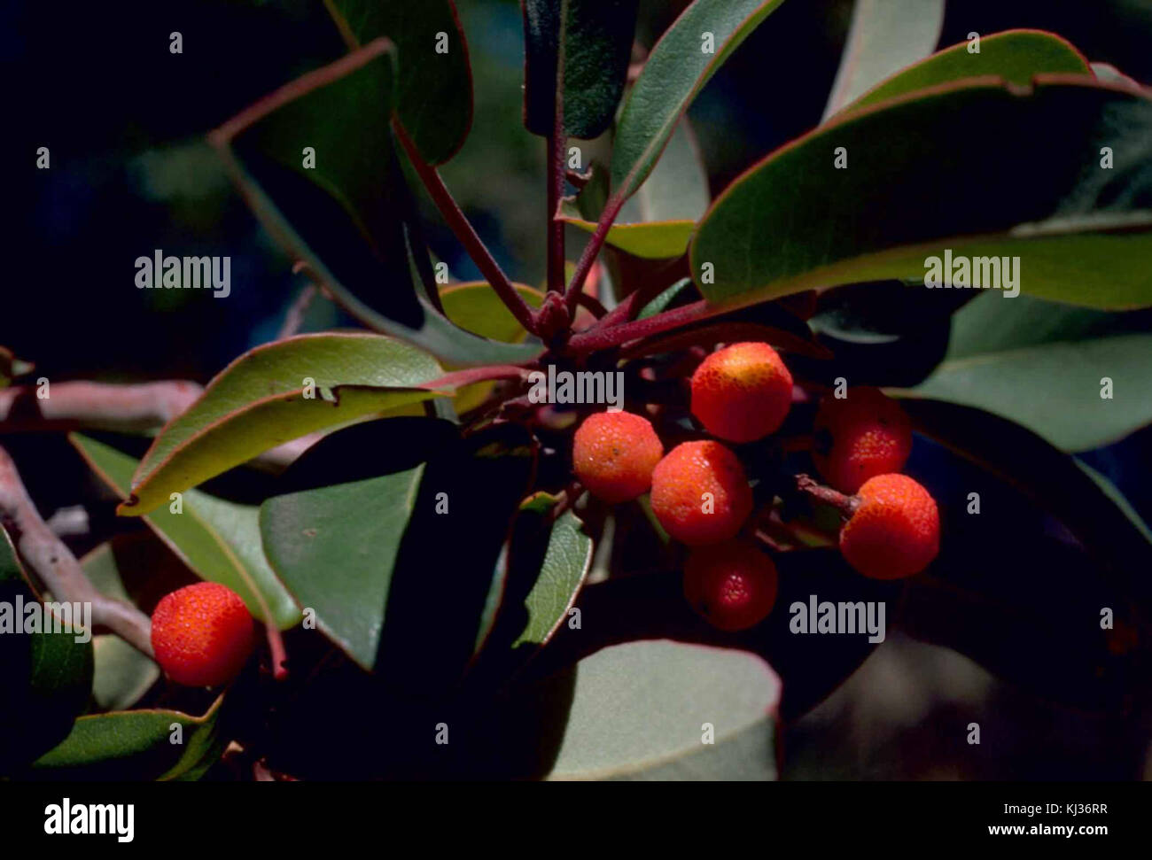 The Texas madrone, also known as the marina strawberry tree, produces ...