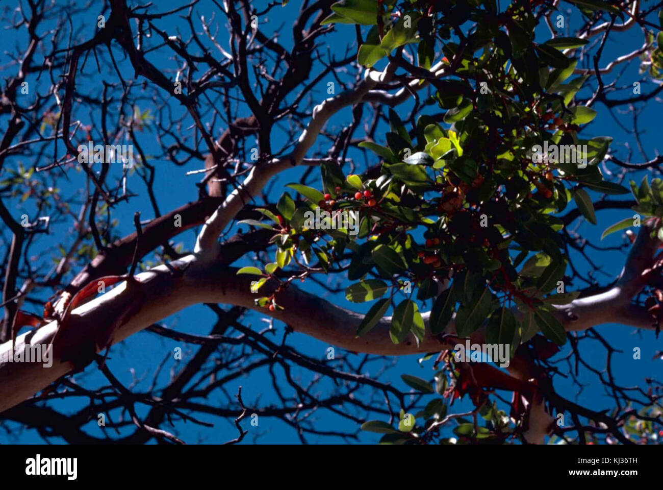 Texas madrone tree hi-res stock photography and images - Alamy