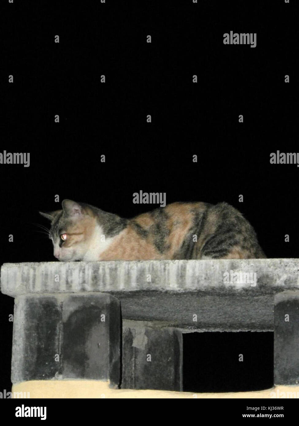 Cat at night Stock Photo - Alamy