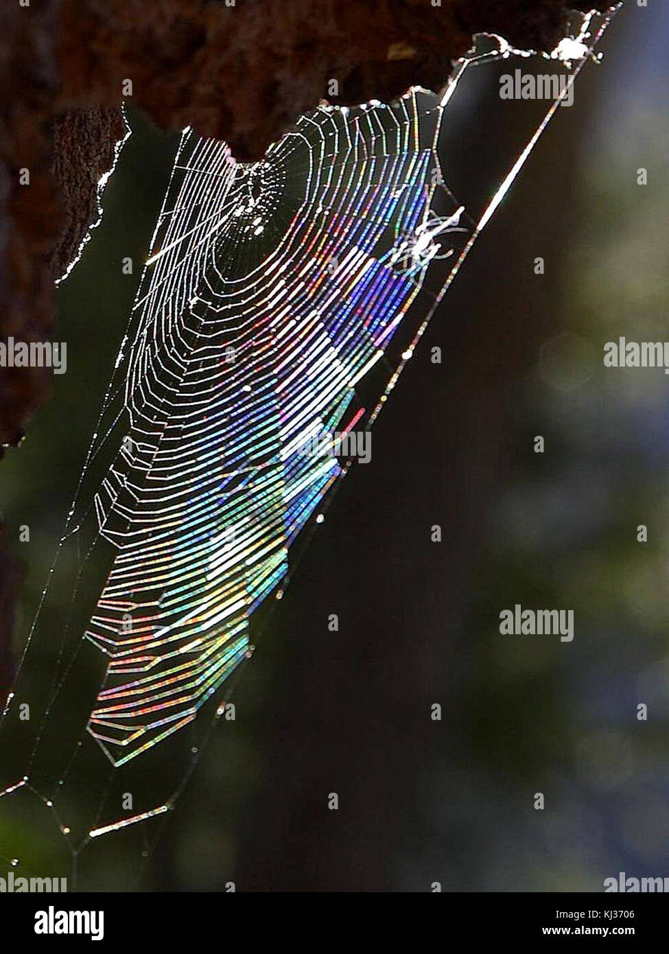 Spiderwebs illustration hi-res stock photography and images - Alamy