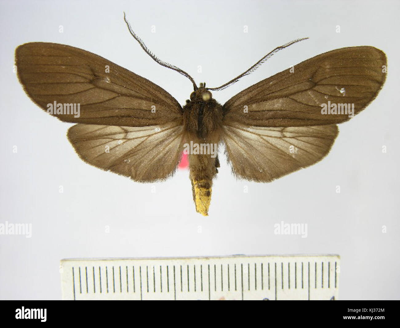 Elysius cf. hades Stock Photo - Alamy