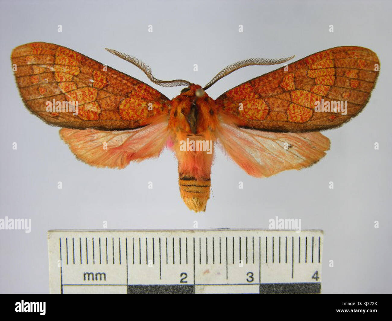 Importance of camouflage hi-res stock photography and images - Alamy