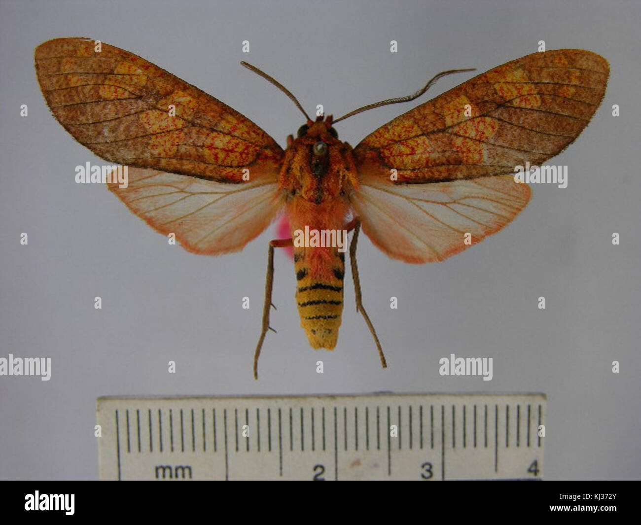 Conspersus hi-res stock photography and images - Alamy