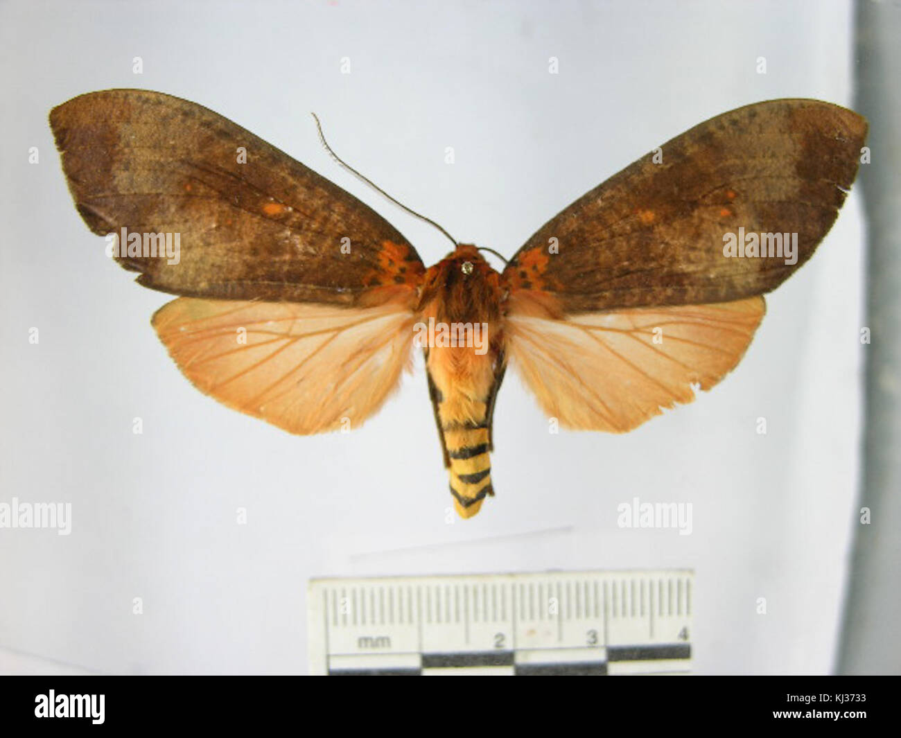 Pretiosa hi-res stock photography and images - Alamy