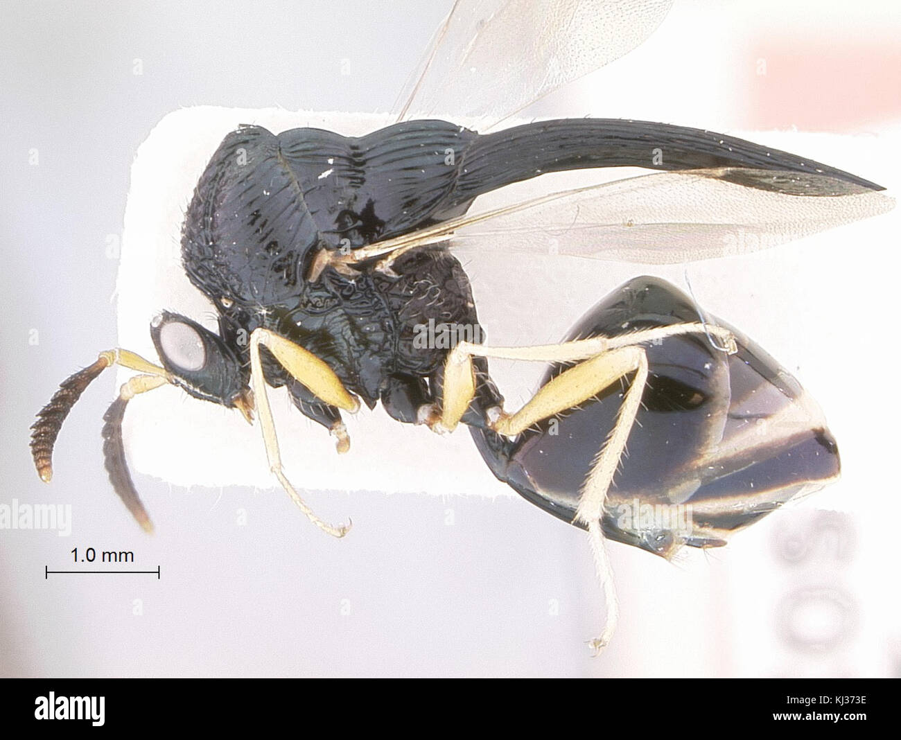 Lirata alta hi-res stock photography and images - Alamy