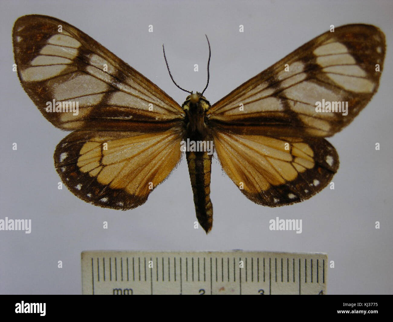 Dysschema eurocilia hi-res stock photography and images - Alamy